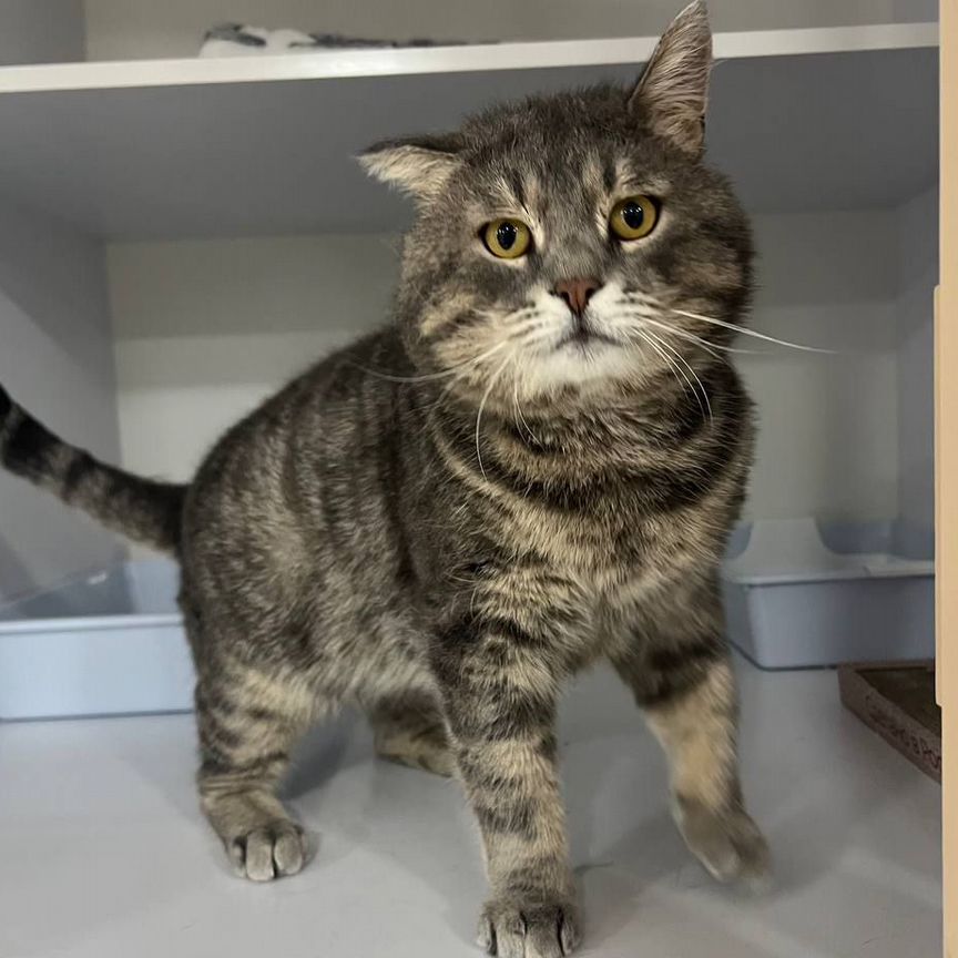 Взрослый кот в добрые руки