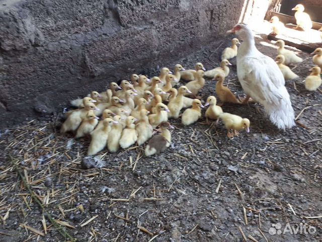 Утята (индо утки)