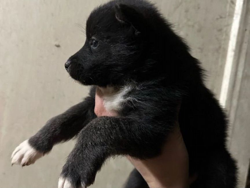 Отдам щенка в хорошие руки