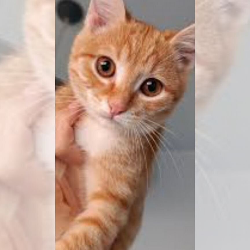 Котик