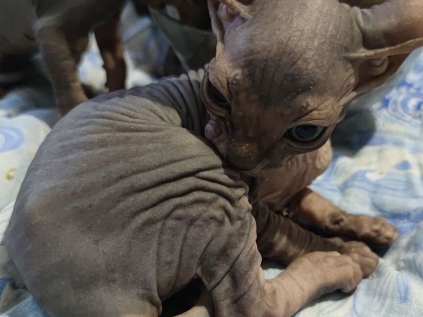 Канадский сфинкс котенок