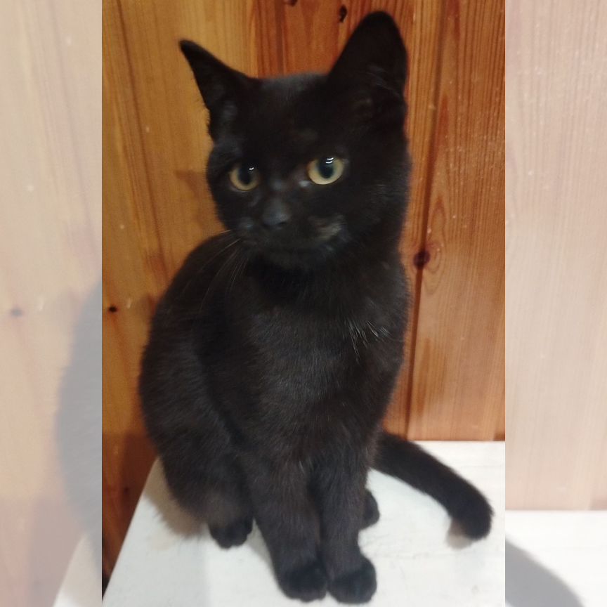 Отдам котят