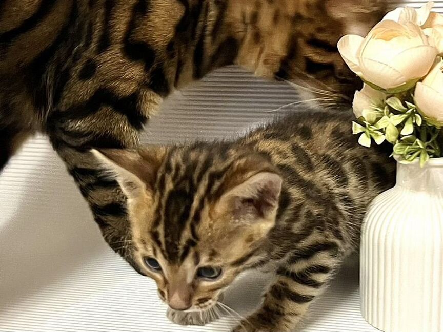 Бенгальская кошка