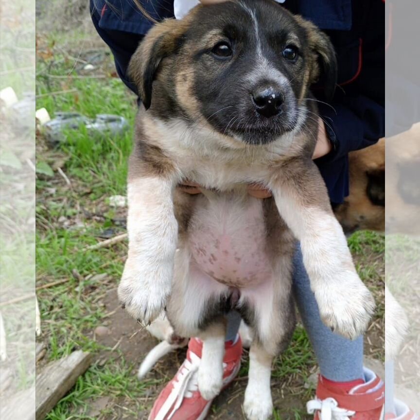 Щеночки в добрые руки