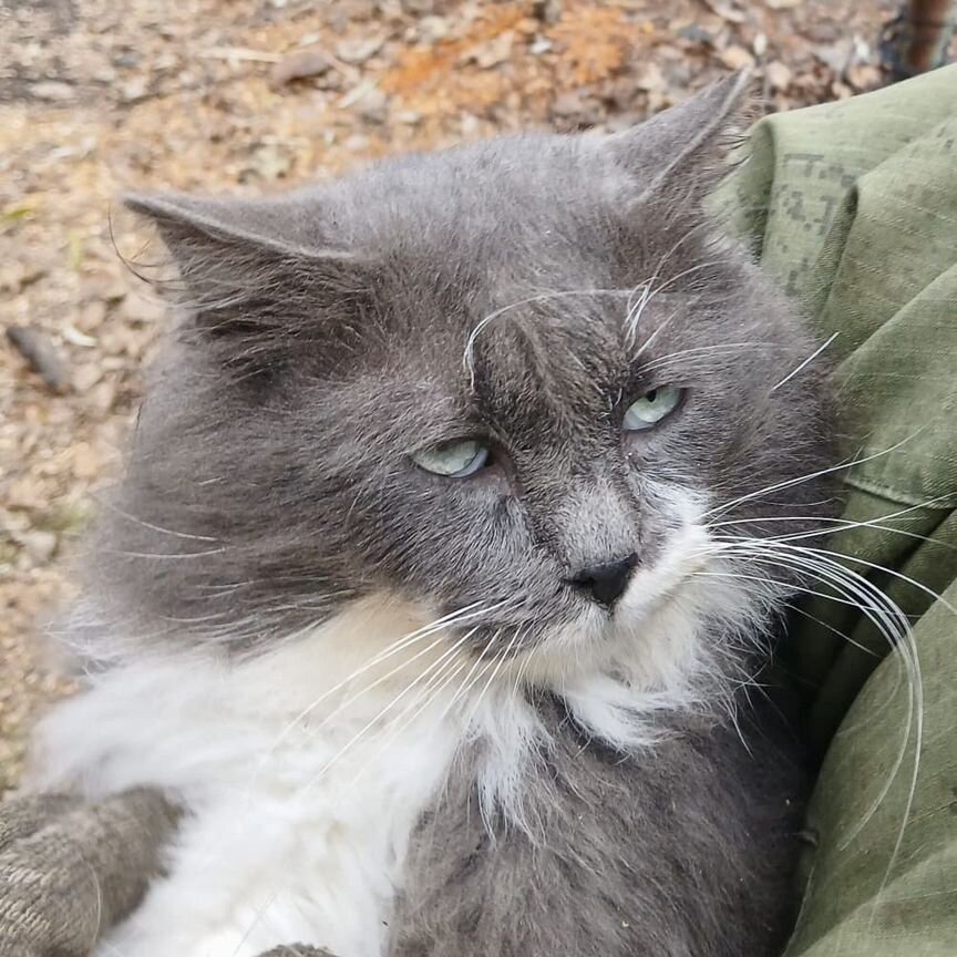Кот