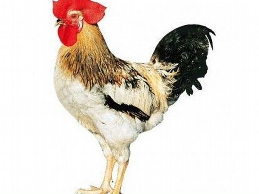 Молодые петушки