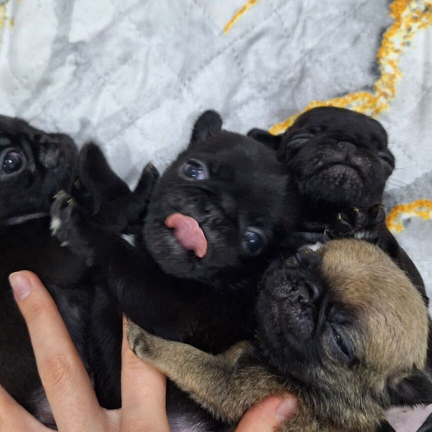 Щенки мопса