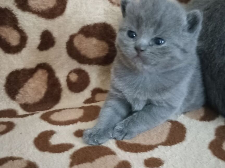 Шотландские котята