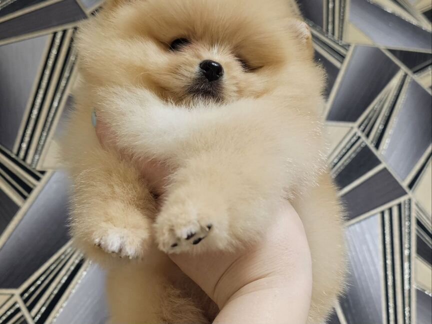 Щенки шпица девочки и мальчики