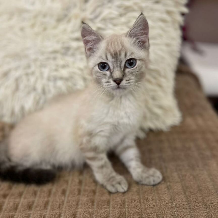 Котенок кошечка в добрые руки