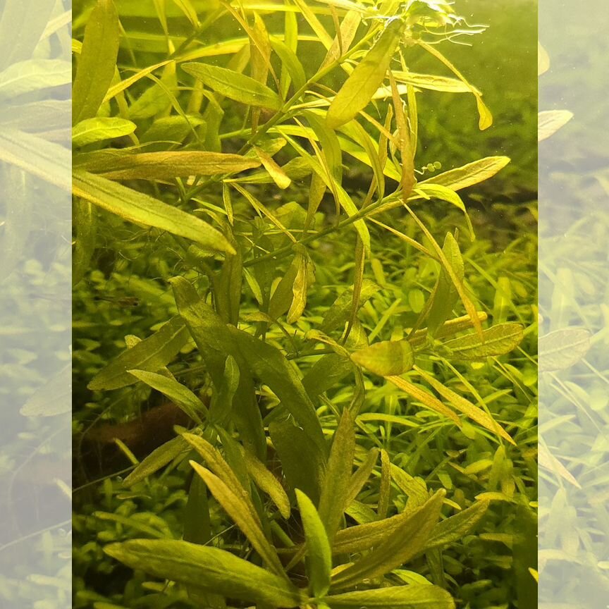 Аквариумное растение/гигрофила