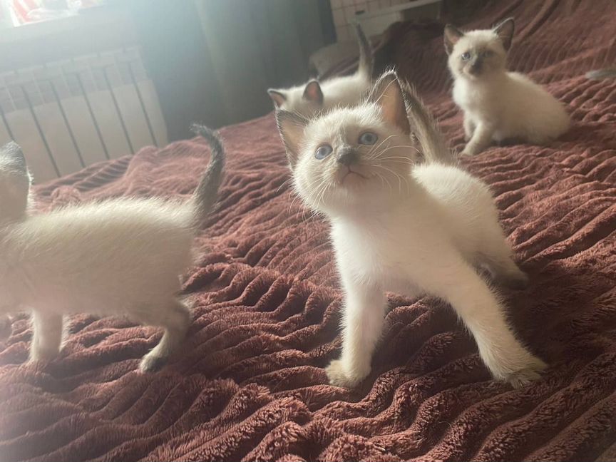 Тайские котята