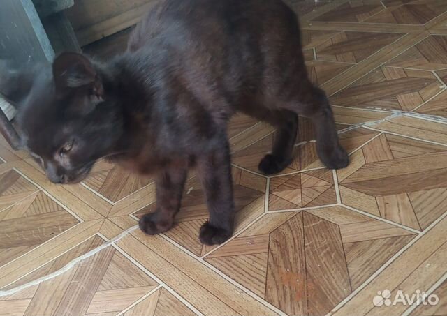 Хромой котенок,которого хочет усыпить хозяйка