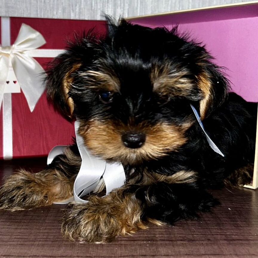 Счастье с ладошку