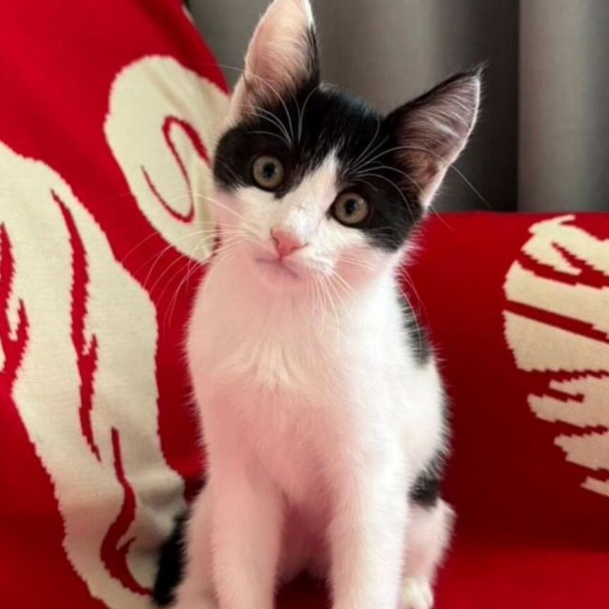 Ласковый котенок Фантик 2 месяца в дар