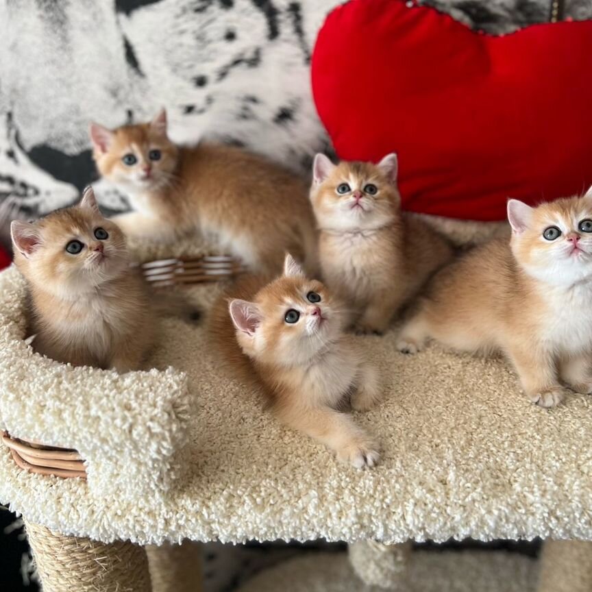 Клубные британские котята окраса золотая шиншилла
