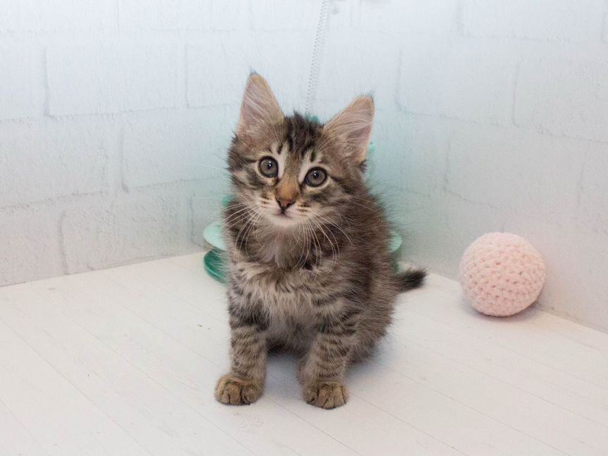 Активный котенок мальчик ищет дом