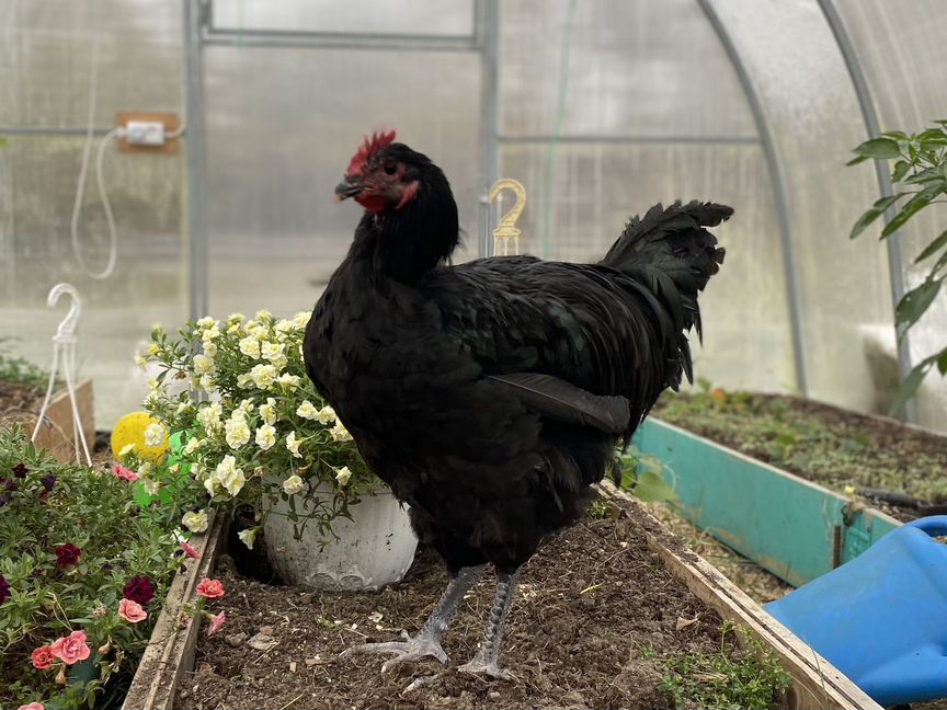 Петух Джерсийский гигант 7 месяцев