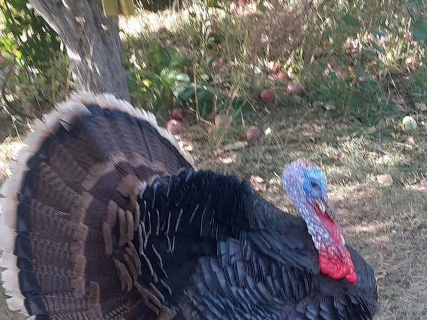 Индюк до года на племя