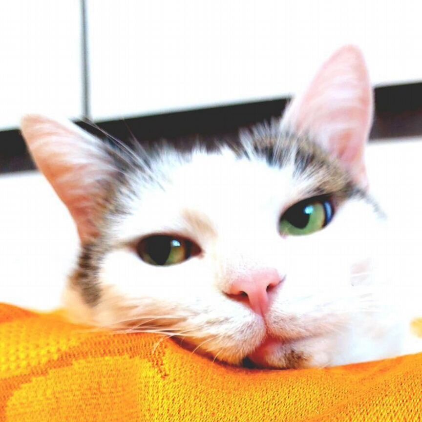 Кошка с ангельским характером в дар
