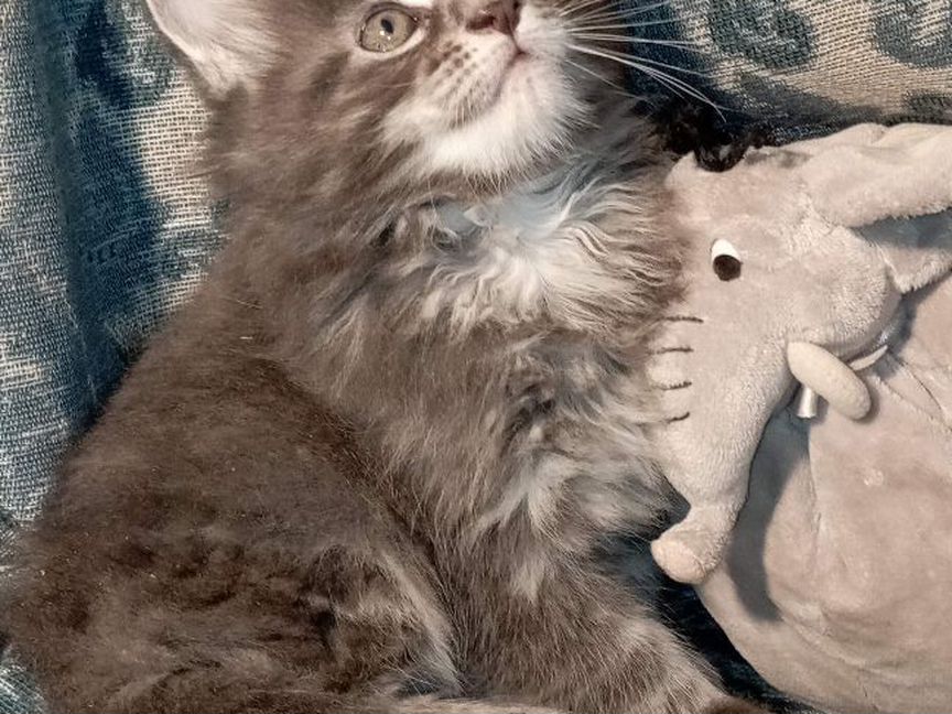 Котята мейн-кун нежно-кремовые и мраморные