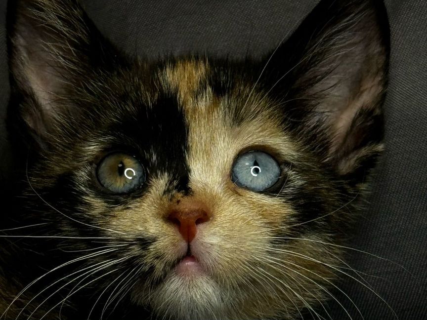 Разноглазая черепашка дбе