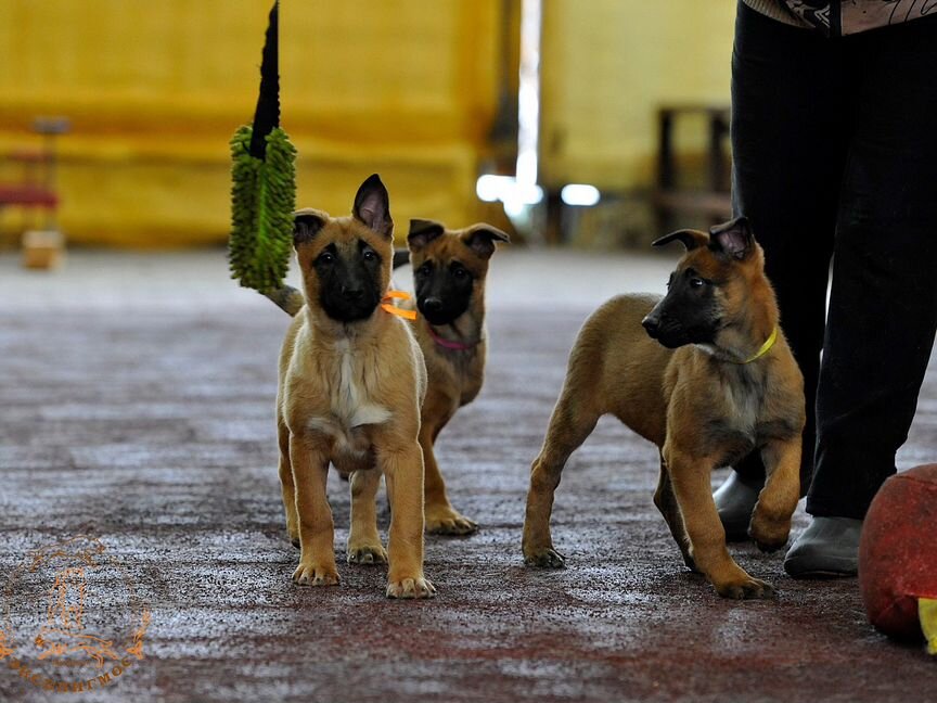 Бельгийская овчарка щенки