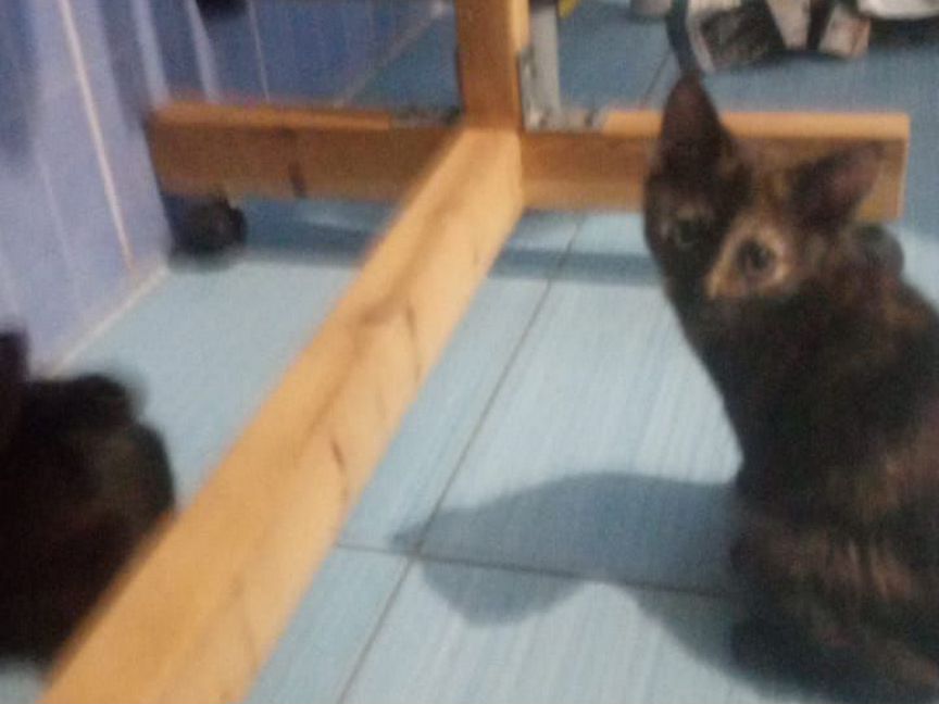 Котята в добрые руки даром