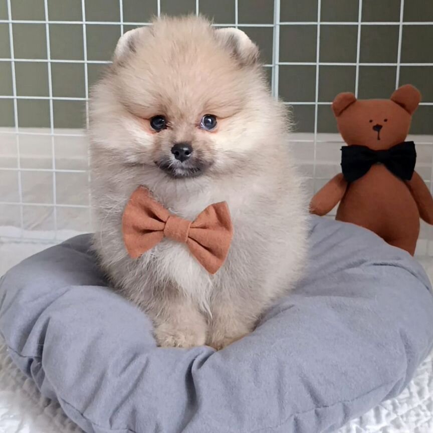 Немецкий шпиц, щенок