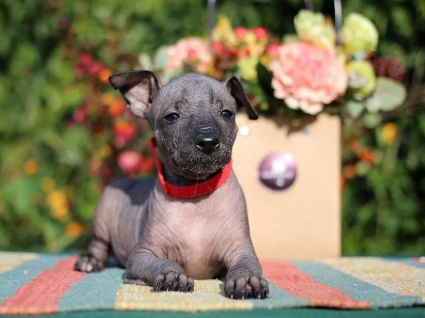 Мексиканская голая, средняя девочка