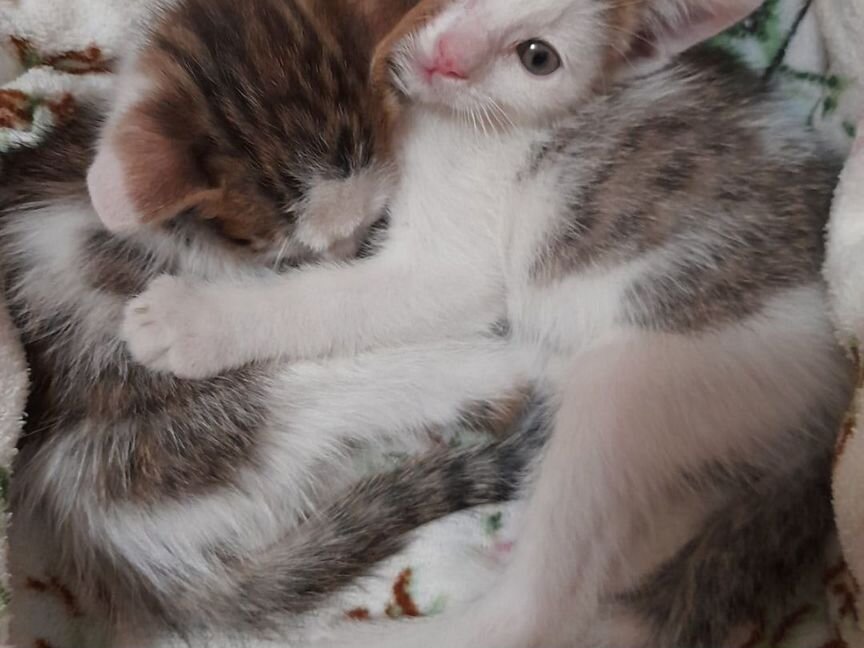 Котята Котики 2месяца