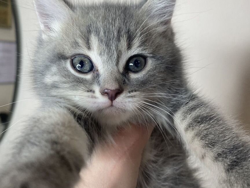 Кошка британка