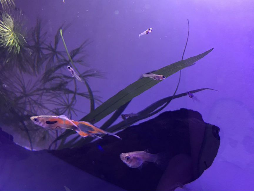 Аквариумные рыбки гуппи