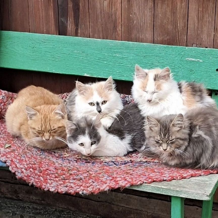 Котята в добрые руки бесплатно