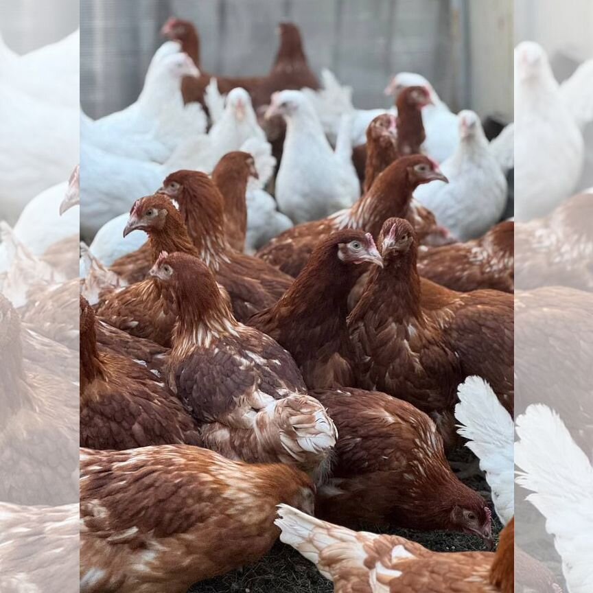 Курицы несушки