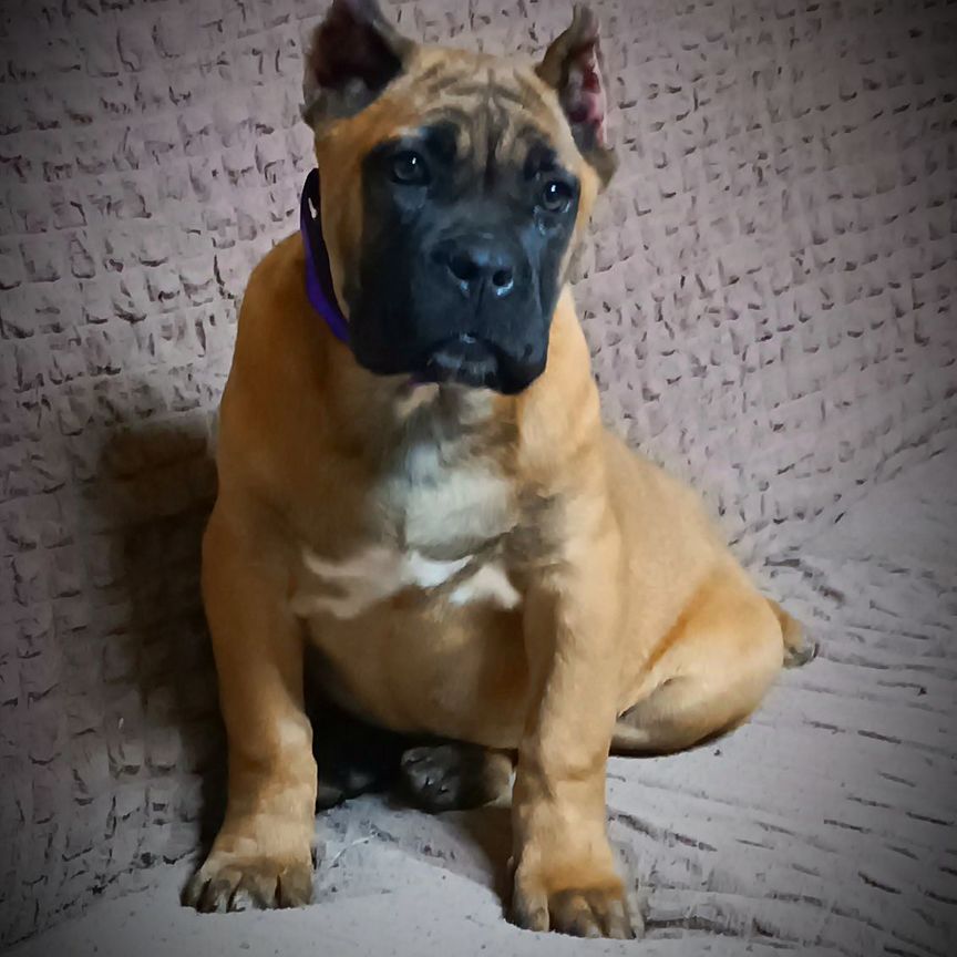 Кане Корсо РКФ девочка