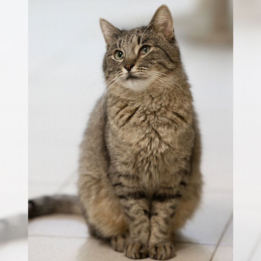 Взрослая кошка из приюта