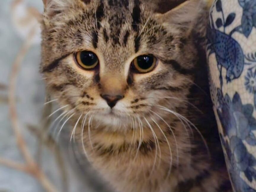 Лучок с деревенской грядки в добрые руки