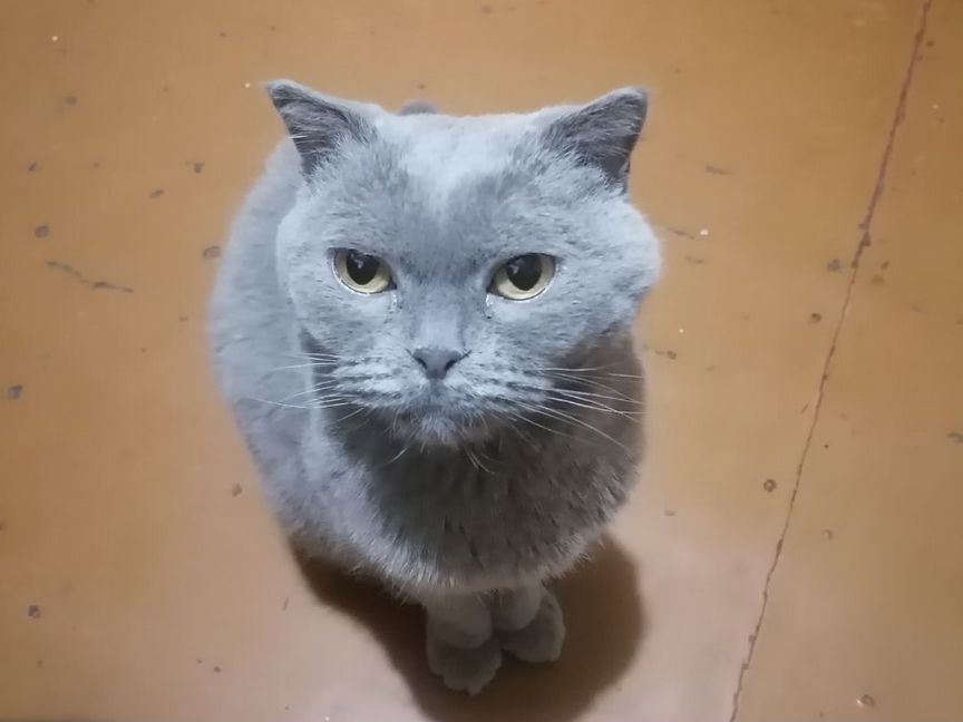 Британская.но на 100% не уверен.)