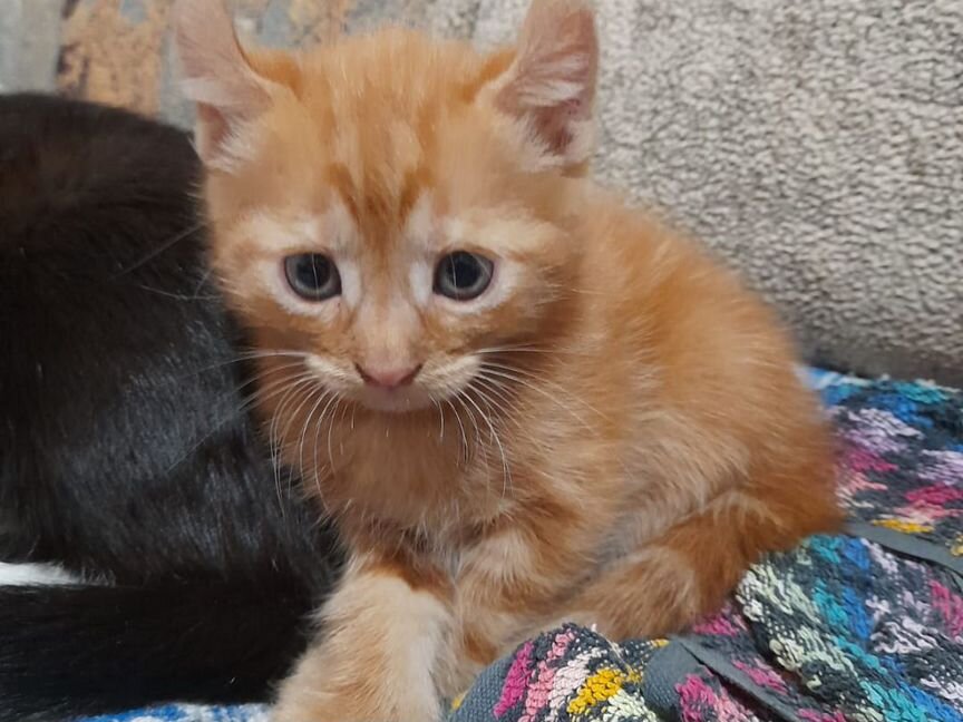 Рыженький котик в добрые руки