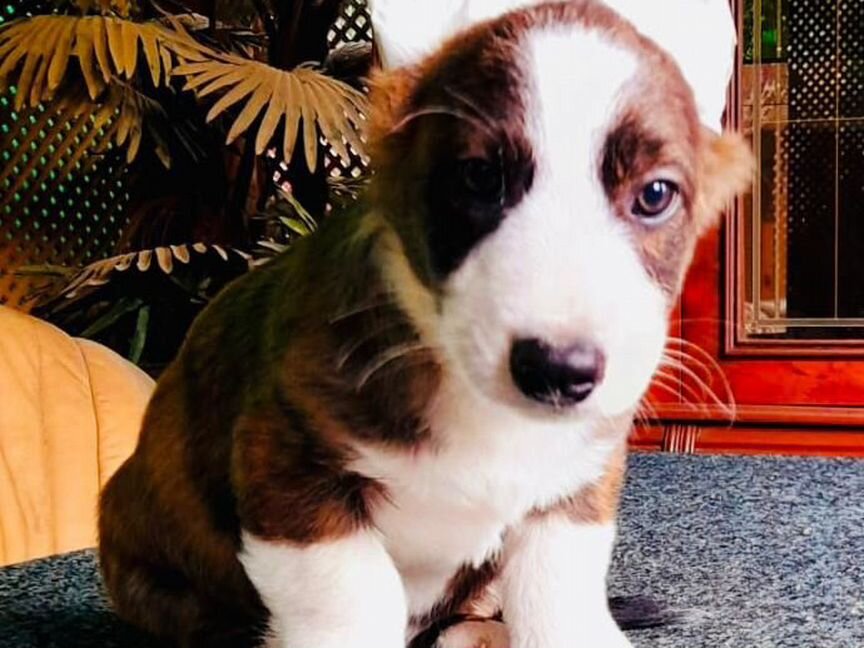 Вельш-корги, кобель