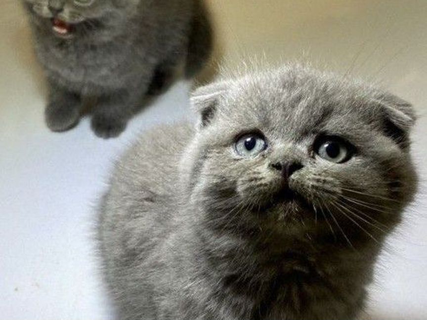 Шотландские котята