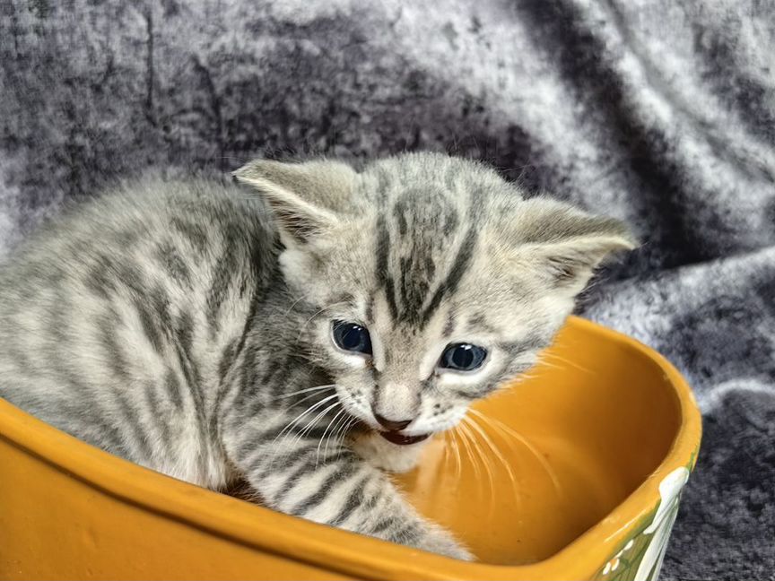 Бенгальские котята