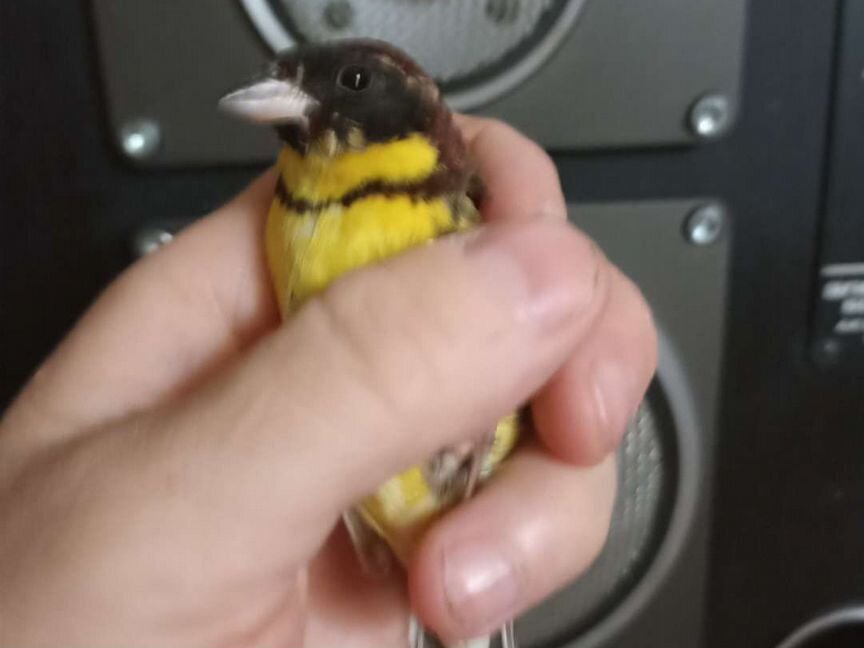 Овсянка Дубровник