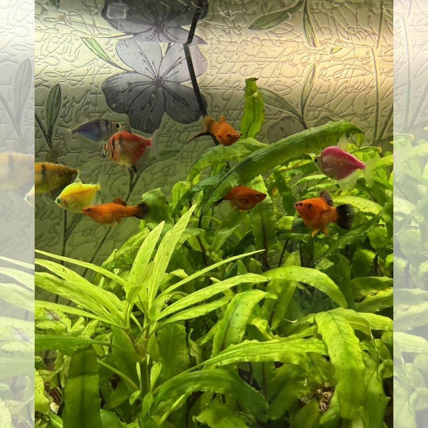 Продам меченосцев