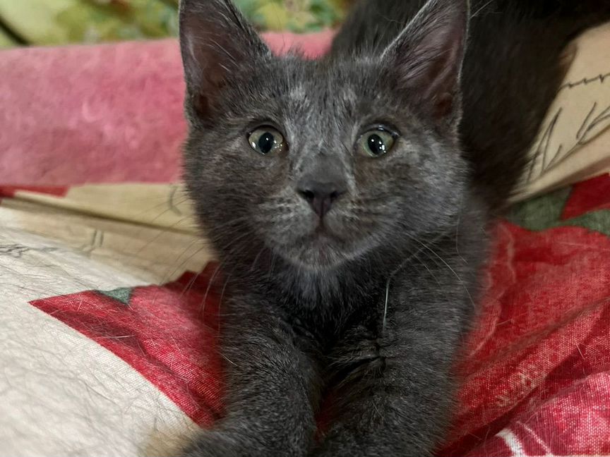 Крошечная кошечка