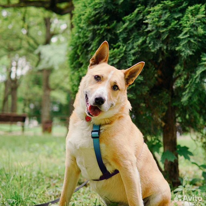 Собака в добрые руки. Чудесный Рик