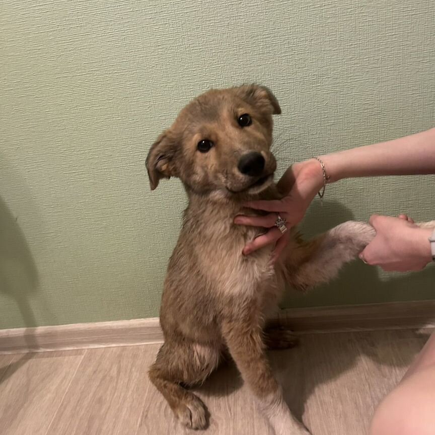 Щенок в добрые руки