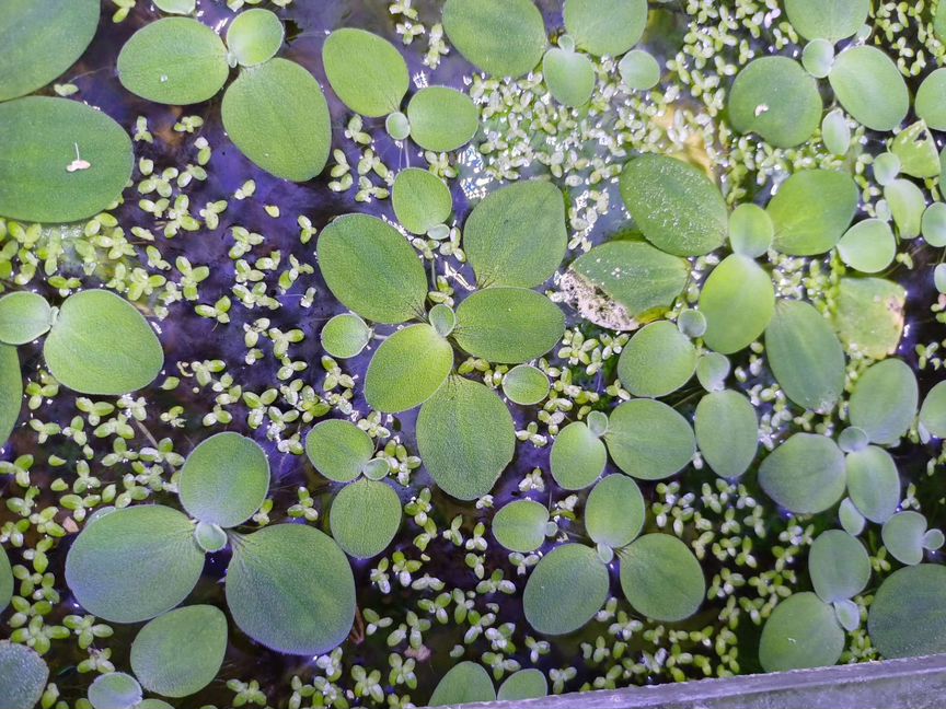 Пистия прополка