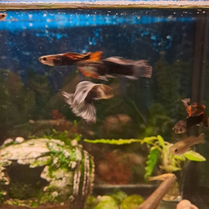 Аквариума рыбками, растением